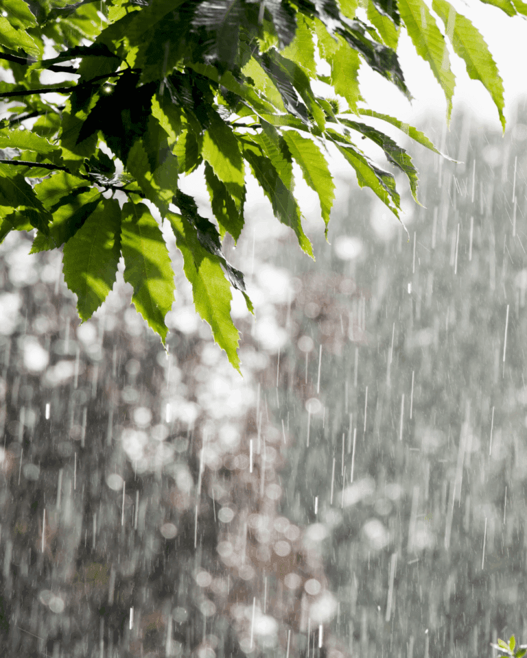 Severe Weather Insurance Claims | SGUA Australia